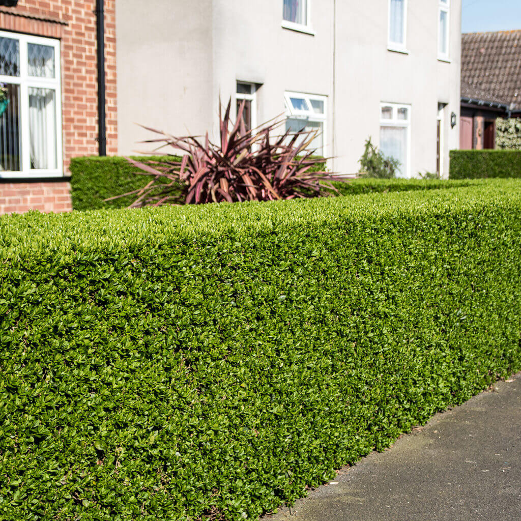 Cedar hedge trimming service Montreal | Pro DT Services Inc.